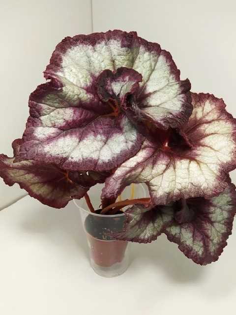 Begonia Swirl: A Unique Knitting Pattern