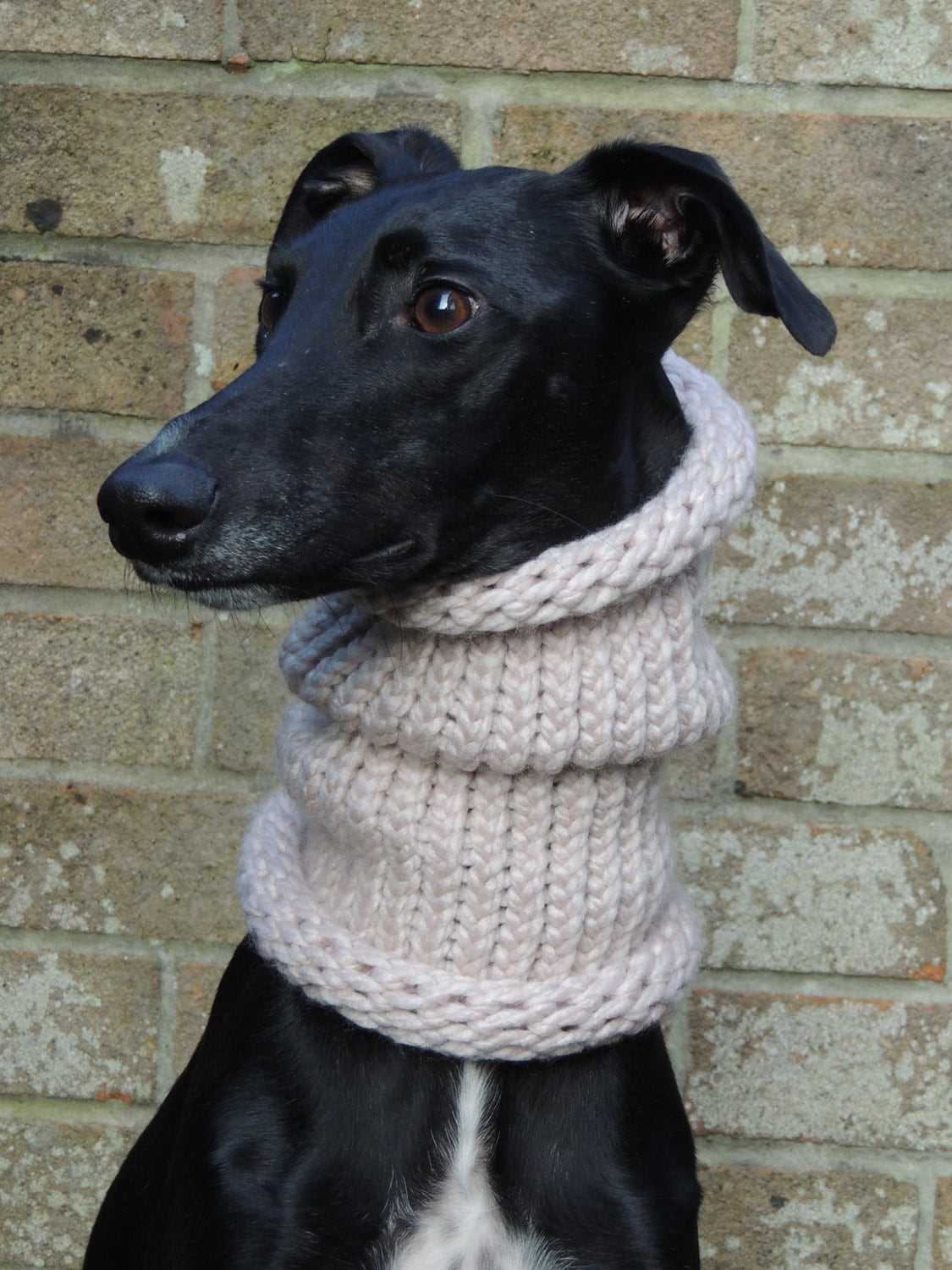 Cozy Canine: A Pattern for a Knitted Dog Neck Warmer
