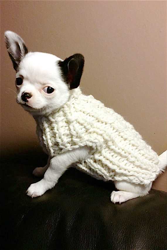 Cozy Knitwear for Your Chihuahua: Free Jumper Knitting Pattern
