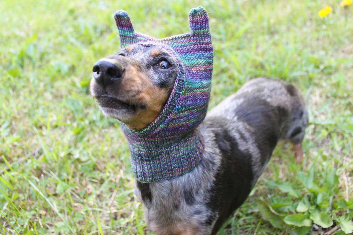 Cozy and Cute: Free Knitting Pattern for a Dachshund Sweater