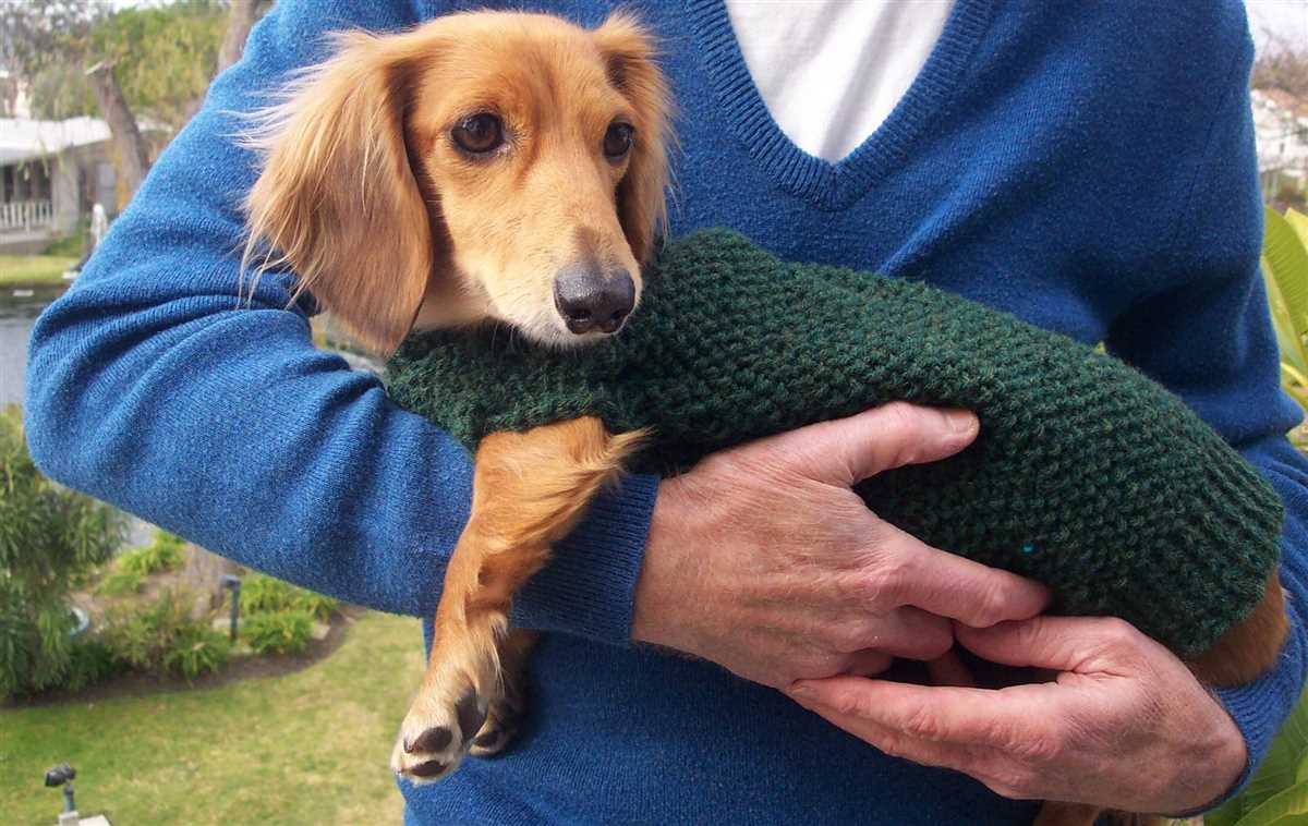 Cozy and Cute: Free Knitting Pattern for a Dachshund Sweater