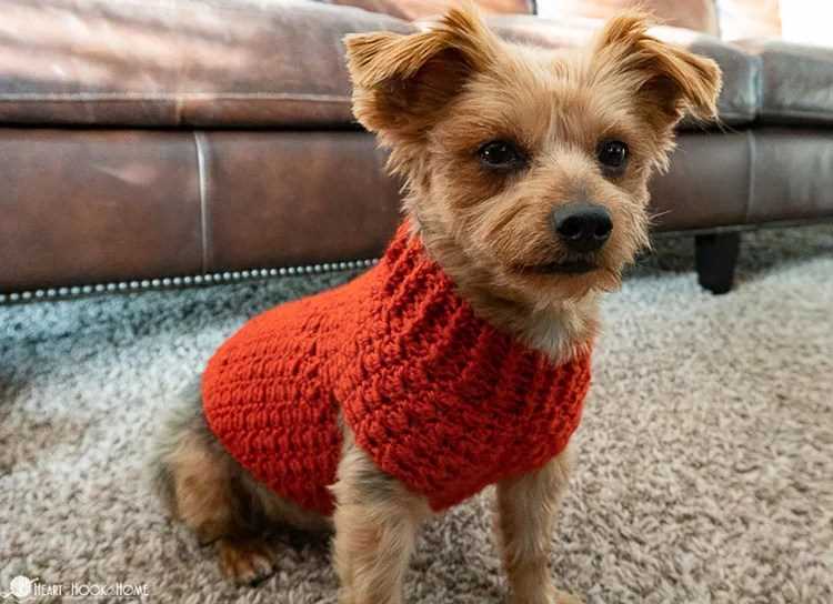 Simple Knitting Pattern for a Cozy Sweater for Your Small Dog