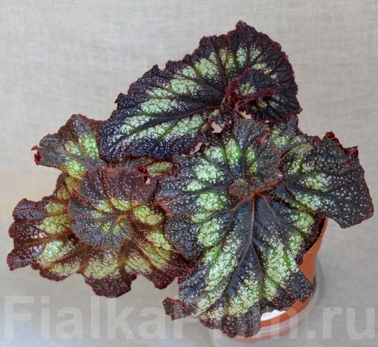Begonia Swirl: A Unique Knitting Pattern