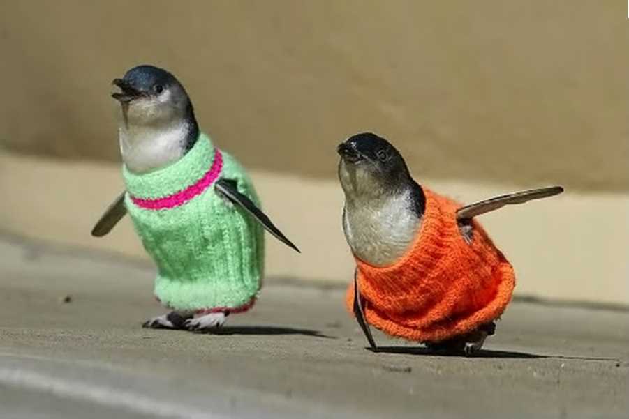 Cozy Up with an Adorable Penguin Sweater: Knitting Pattern