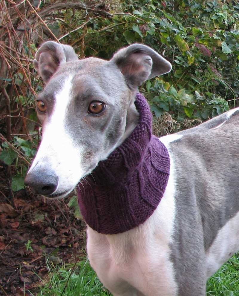 Free knitting pattern for a greyhound snood