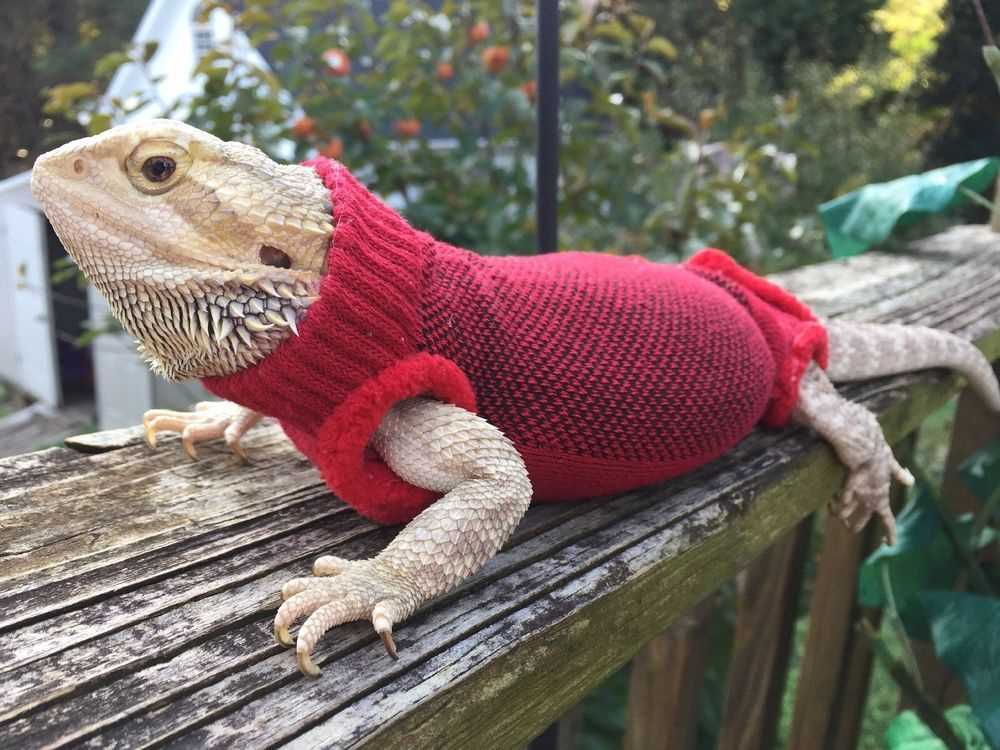 Knit Your Dragon a Cozy Sweater with This Free Pattern