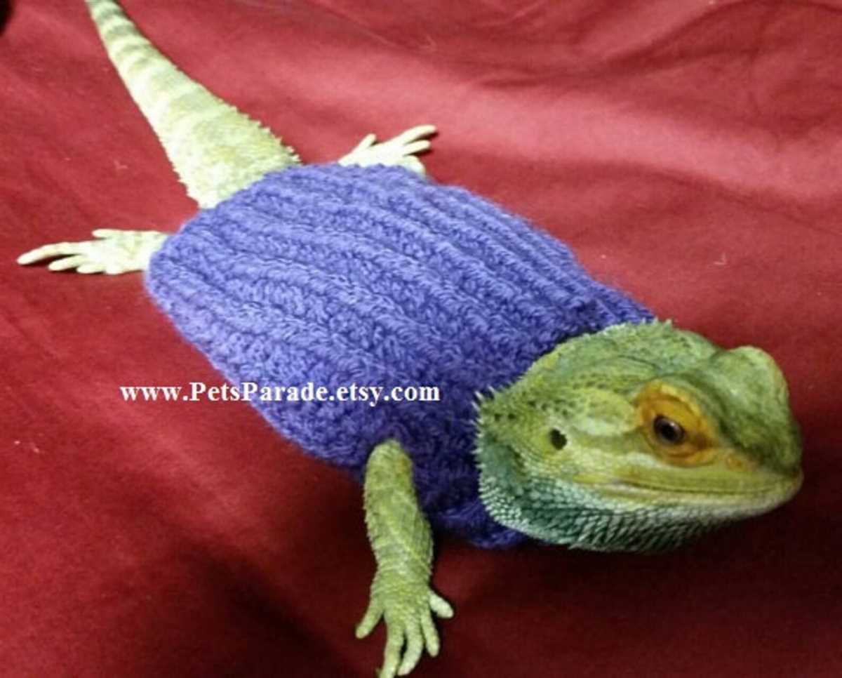 Knit Your Dragon a Cozy Sweater with This Free Pattern