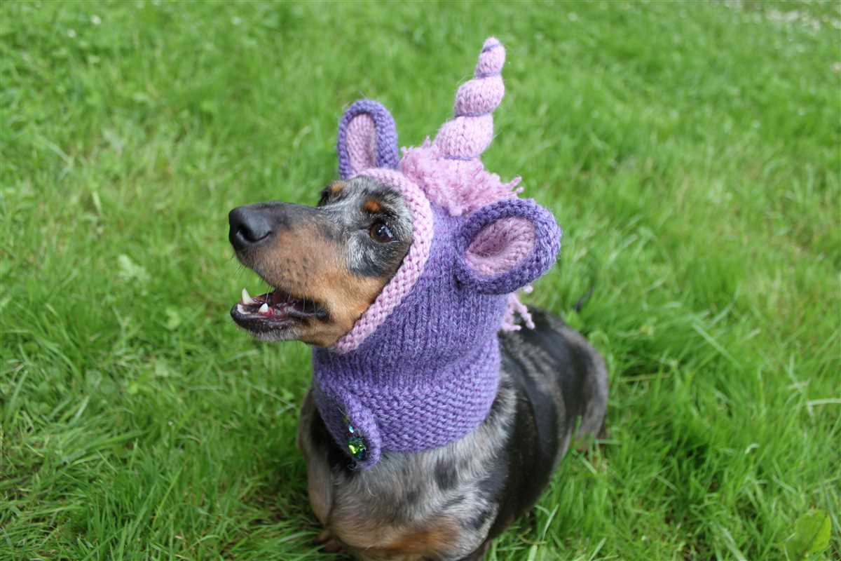 Cozy Dog Sweater: Knitting Pattern for Your Dachshund