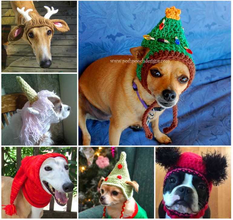 Cozy Canine: Knit a Hat for Your Dog with Ear Holes