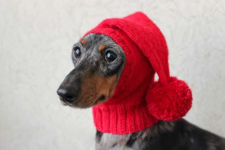 Cozy Dog Sweater: Knitting Pattern for Your Dachshund
