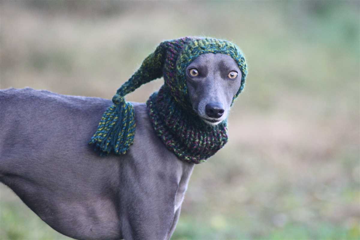 Free knitting pattern for a greyhound snood