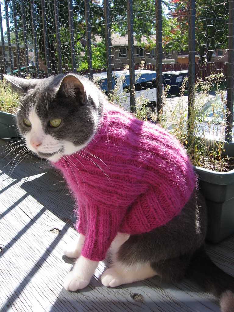 Cozy Kitty: Knit a Complimentary Sweater for Your Feline Friend