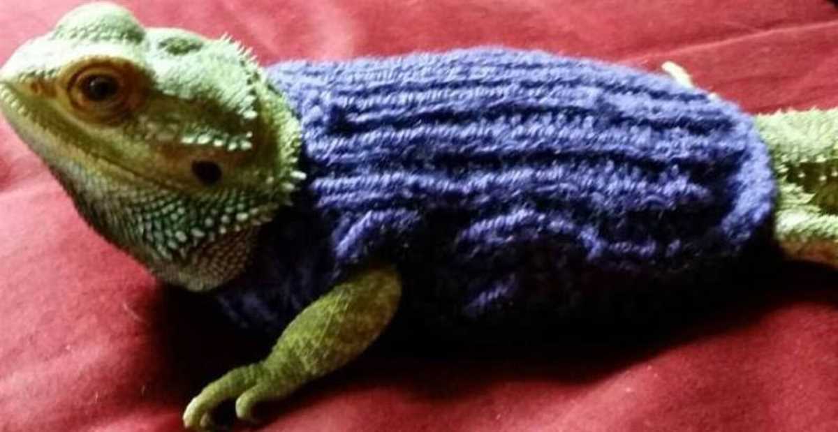 Knit Your Dragon a Cozy Sweater with This Free Pattern
